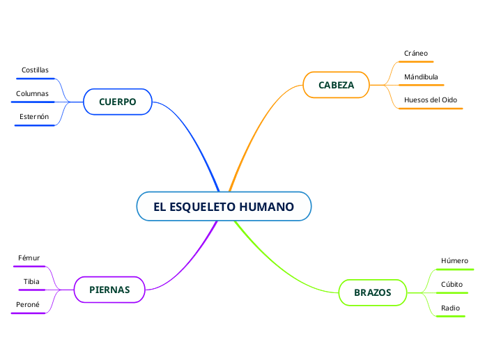 EL ESQUELETO HUMANO - Mind Map
